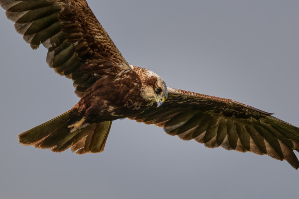 Marsh Harrier | Sheol | Blipfoto
