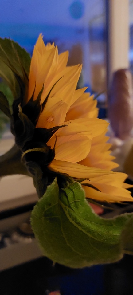 Sunflowers | esiuol | Blipfoto