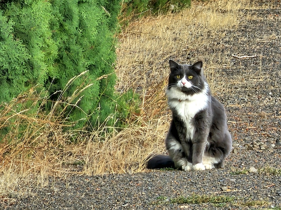 Garden Plot Cat | RonaldBerry | Blipfoto