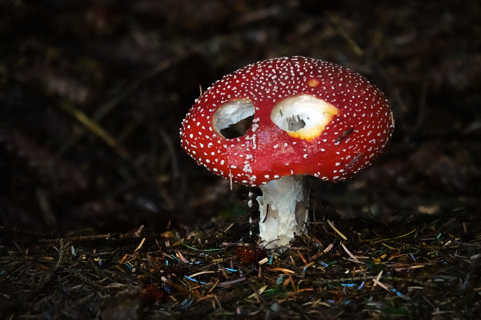 Mushroom Face | Inverculain | Blipfoto