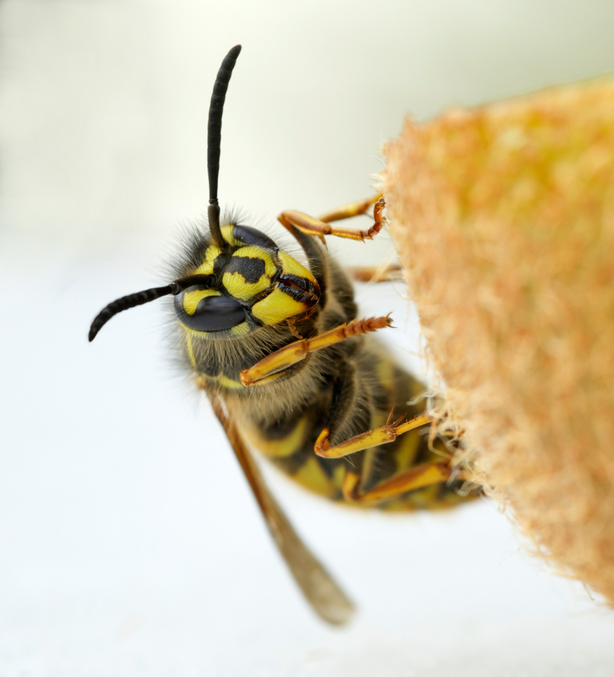 Waspish | Hillyblips | Blipfoto