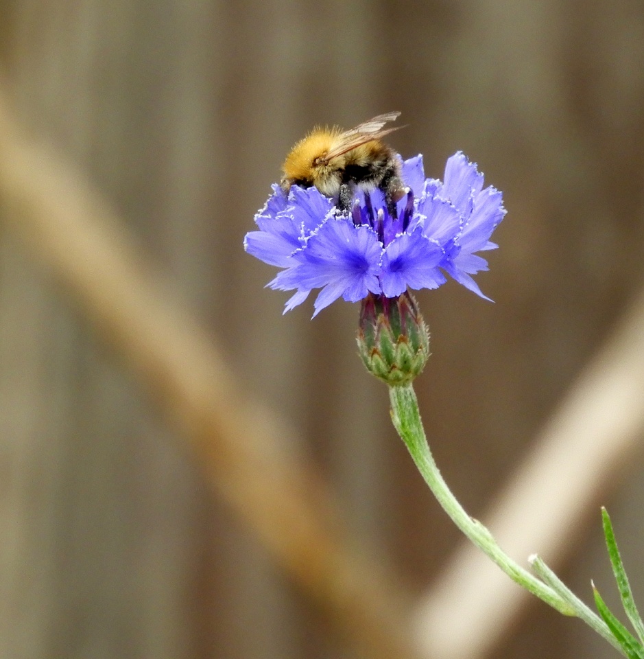 Bonus bee | Tigger101 | Blipfoto