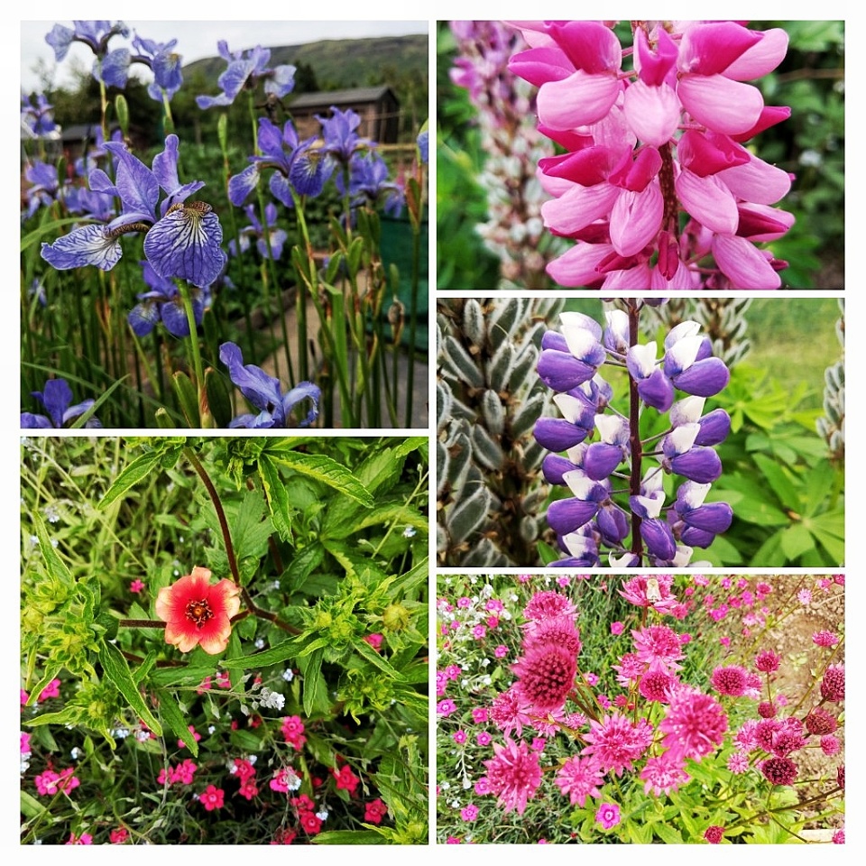 Flower power | snapper | Blipfoto