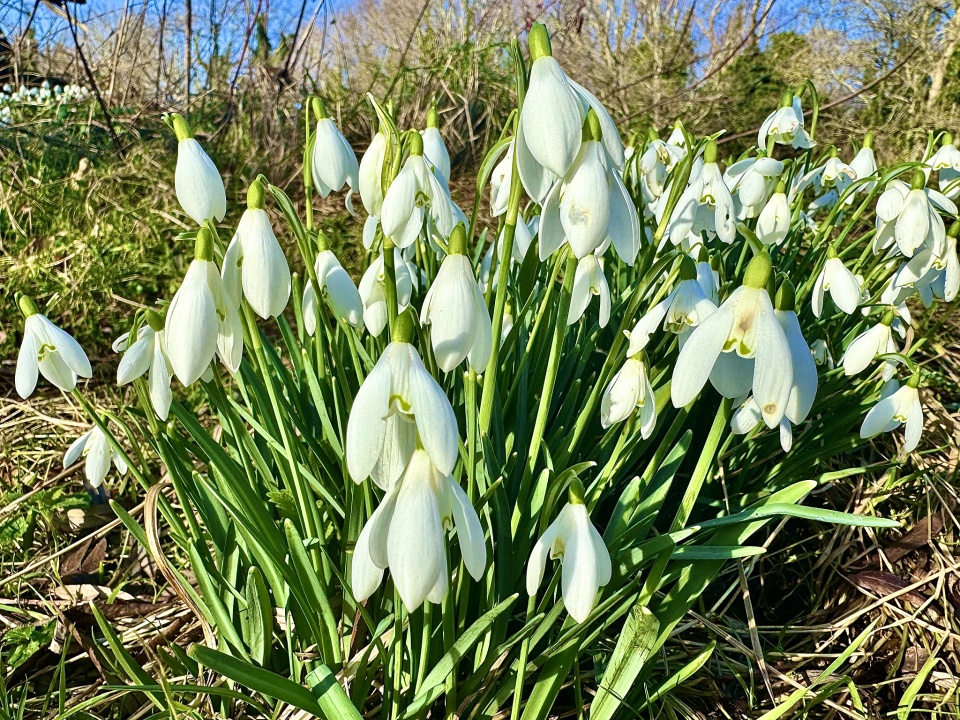 To a Snowdrop | edisteve | Blipfoto