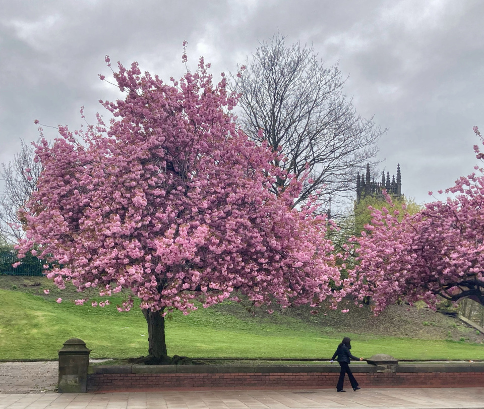 In the Pink | mambo | Blipfoto