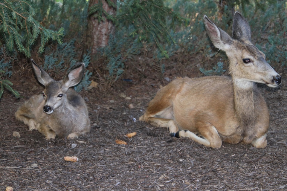 Doe and Fawn | seniormoments | Blipfoto