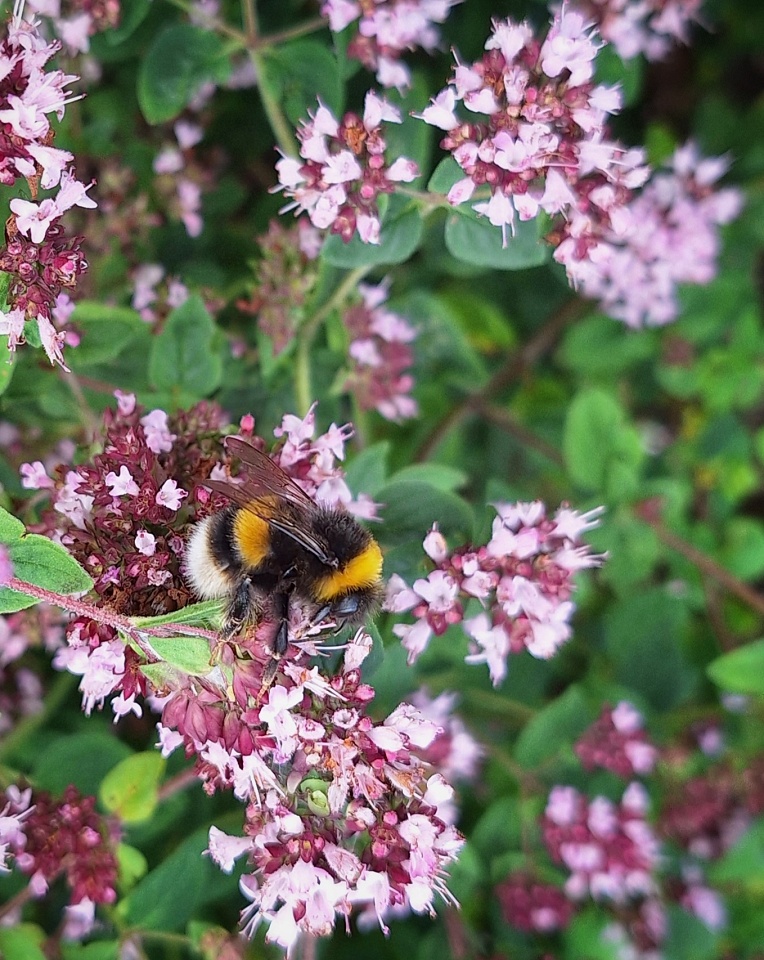 Monday | Caffeinated | Blipfoto