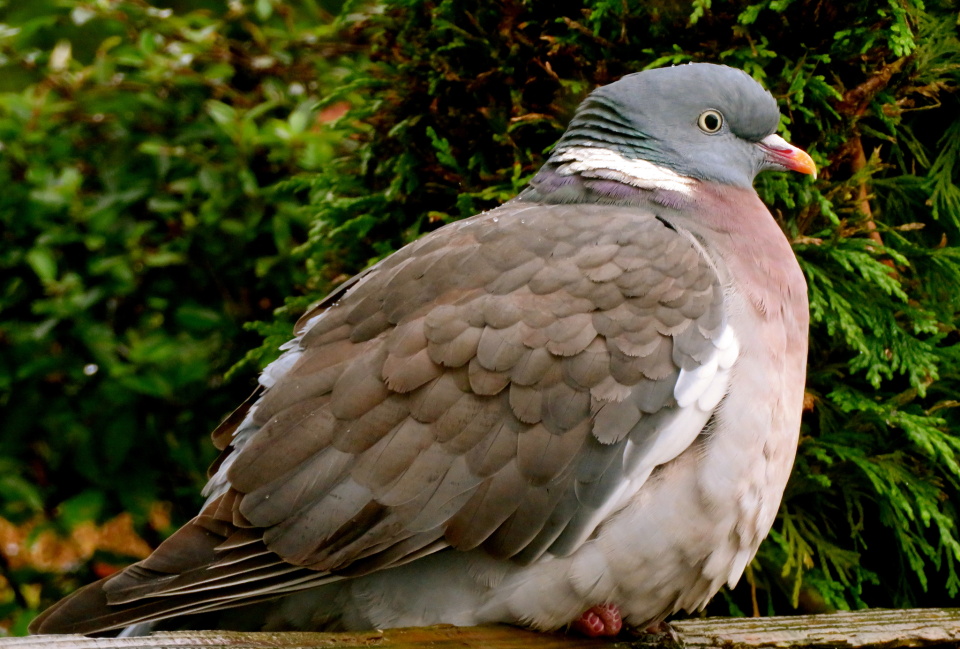 A FAT WOOD PIGEON. | Larchlea | Blipfoto