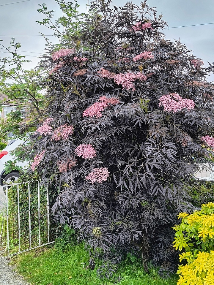 Sambucus Nigre (Black lace) | JackyMT | Blipfoto