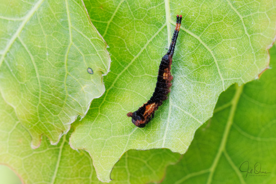 Catty | JDO | Blipfoto