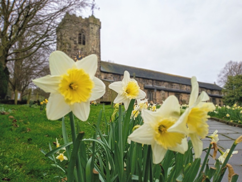Spring Daffodils! | yeeeeed | Blipfoto