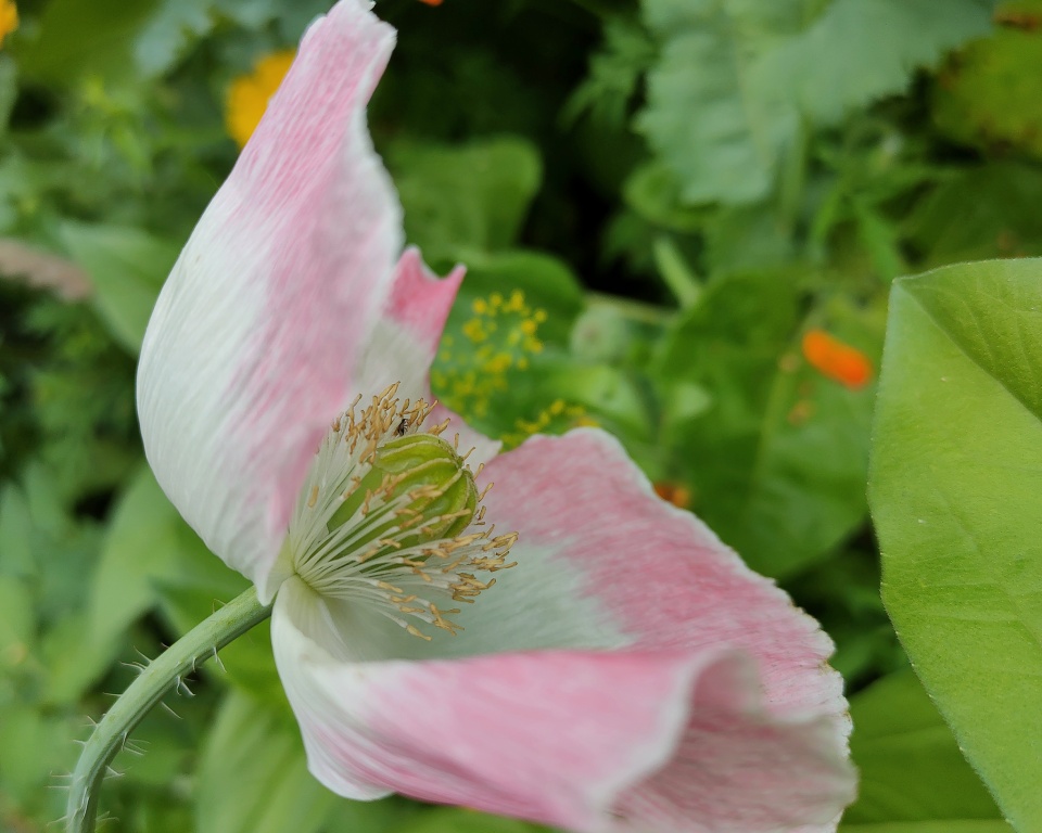Poppy | Renfrebar | Blipfoto