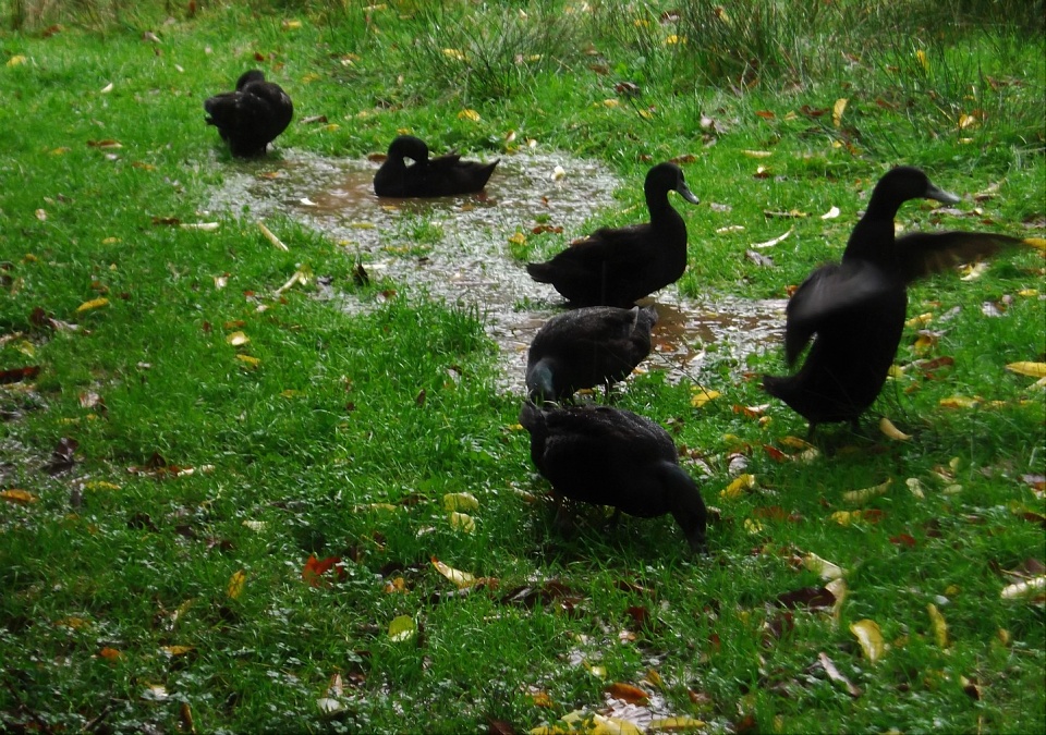 Weather for Ducks. | Bunty | Blipfoto