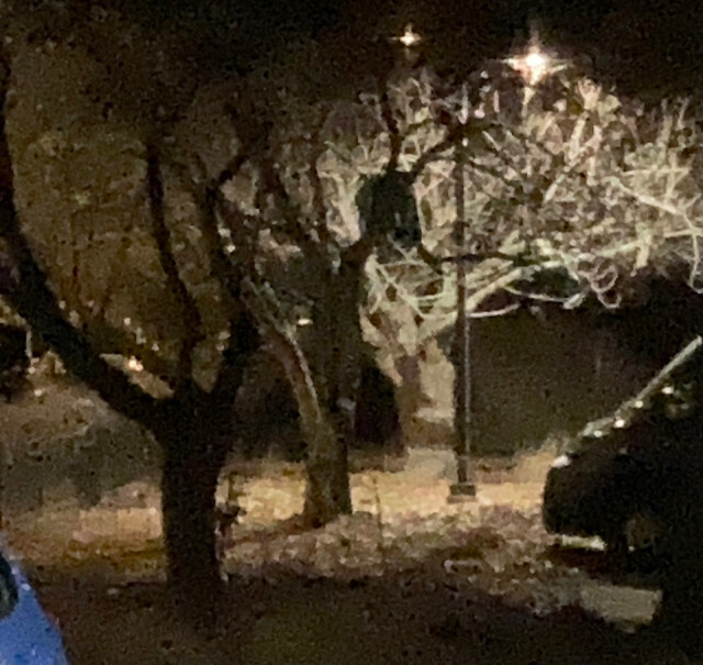 Trees at Night … | VandeGraaff | Blipfoto