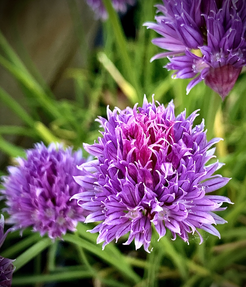 Chive Flowers | Mydaytoday2018 | Blipfoto