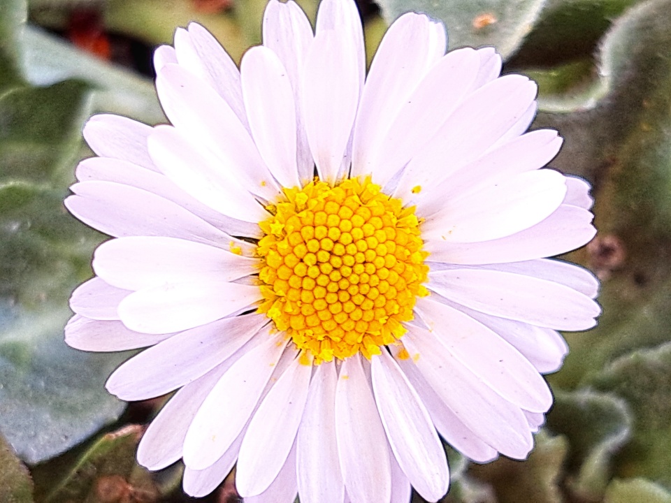 Daisy | LauraBlack | Blipfoto