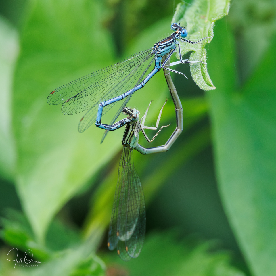 Lukewarm | JDO | Blipfoto