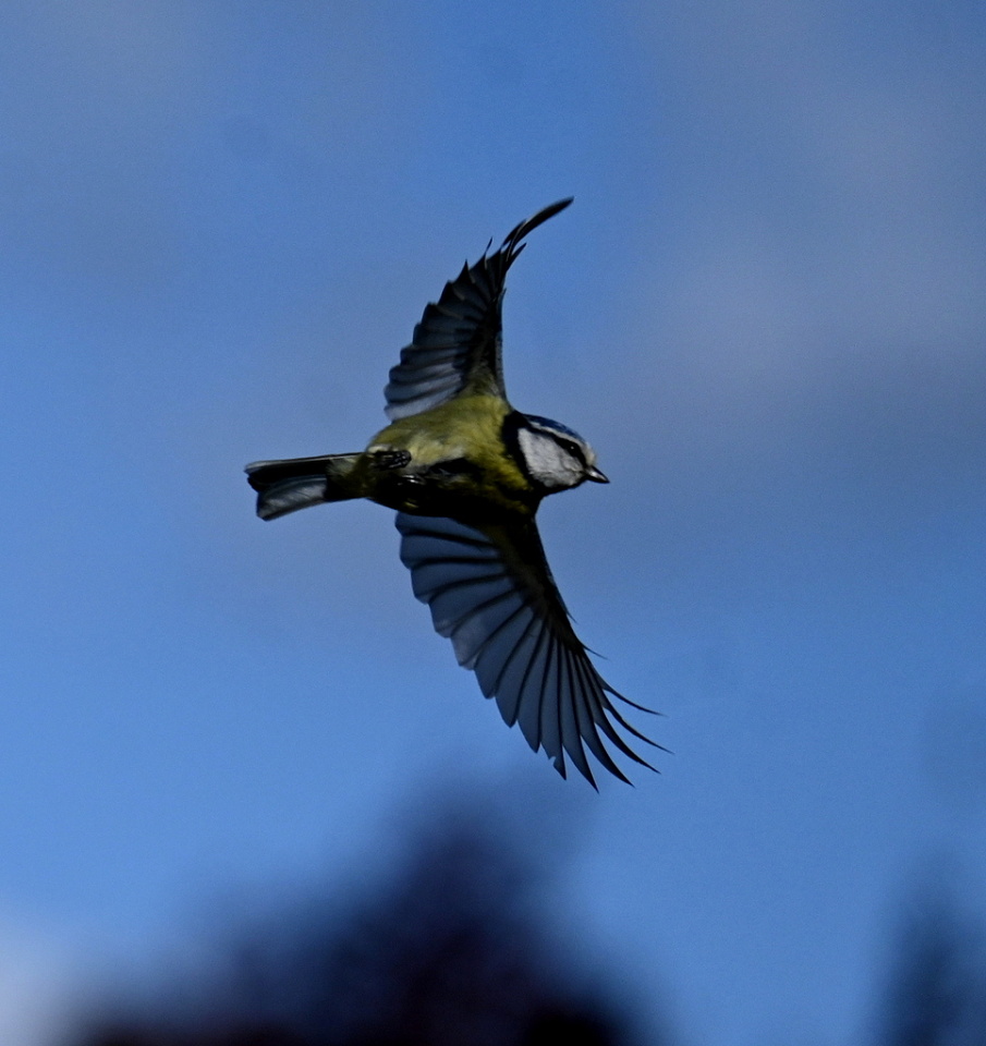 The parent Blue Tits have... | chrisA | Blipfoto