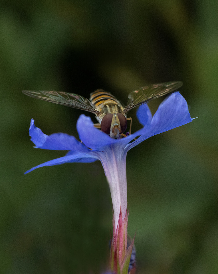 hoverfly | LesleyAlsford | Blipfoto