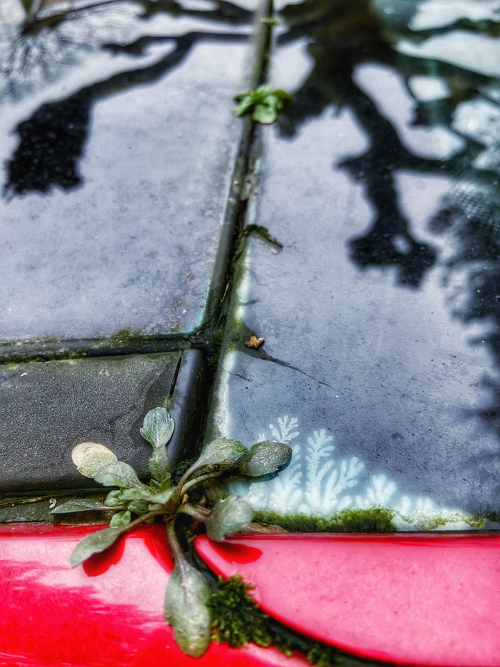 Organic | Ingeborg | Blipfoto