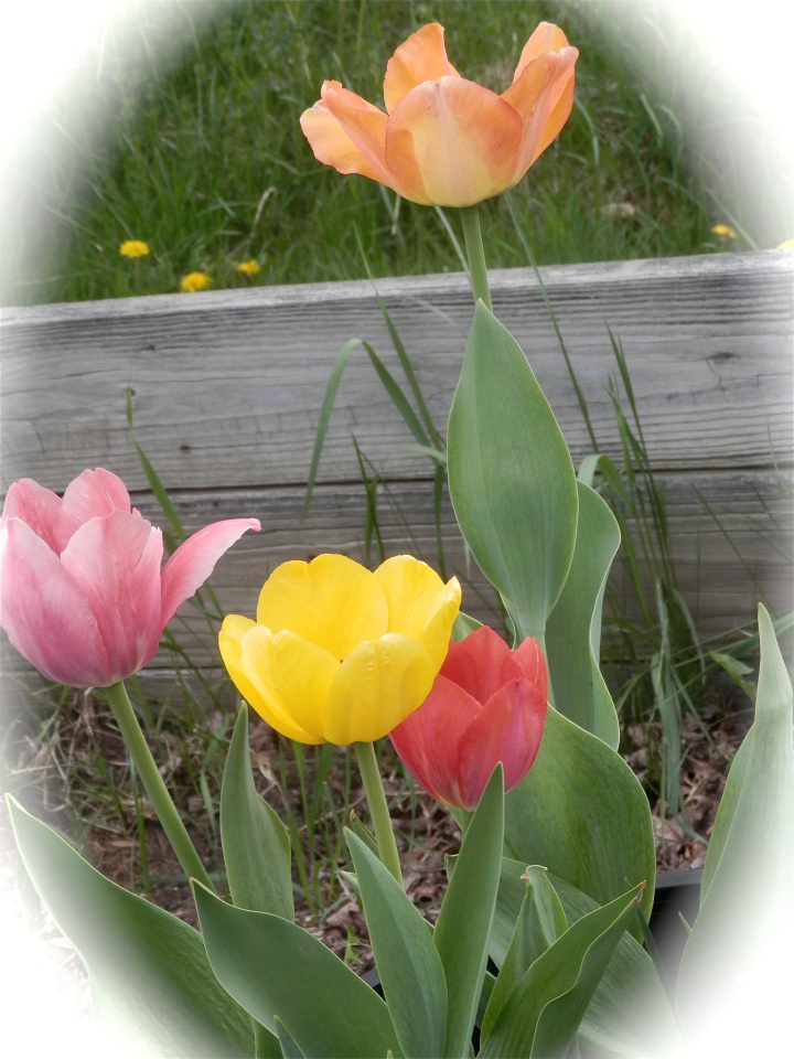 Flower Friday: Tulips | misswinterfinch | Blipfoto