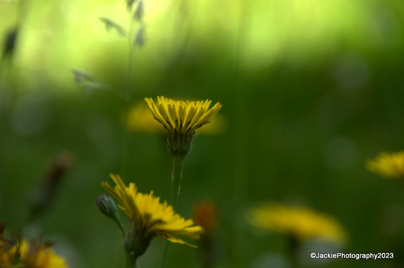 Dreamy | ThingsBeautiful | Blipfoto