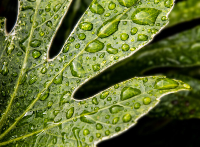 Rain-catcher | Kernow | Blipfoto