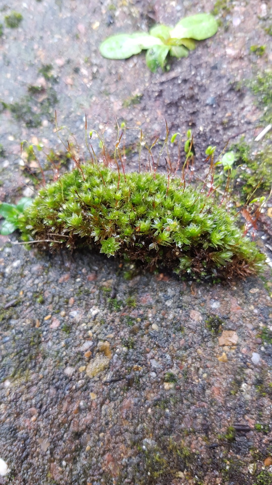 Moss | Redberry | Blipfoto