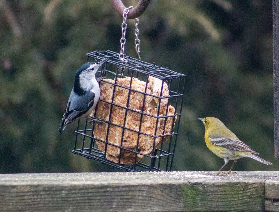 Sharing | KathyH58 | Blipfoto