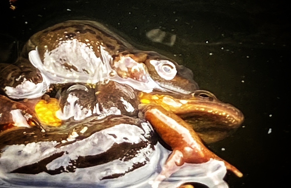 Frogs mating | Libra | Blipfoto