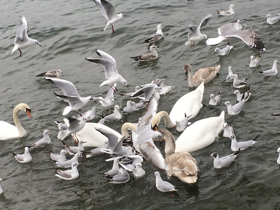 Squabbles | Snaefell1883 | Blipfoto