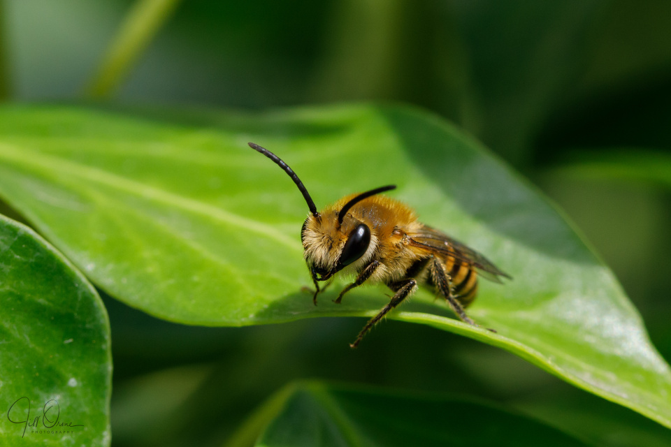 Surprise | JDO | Blipfoto