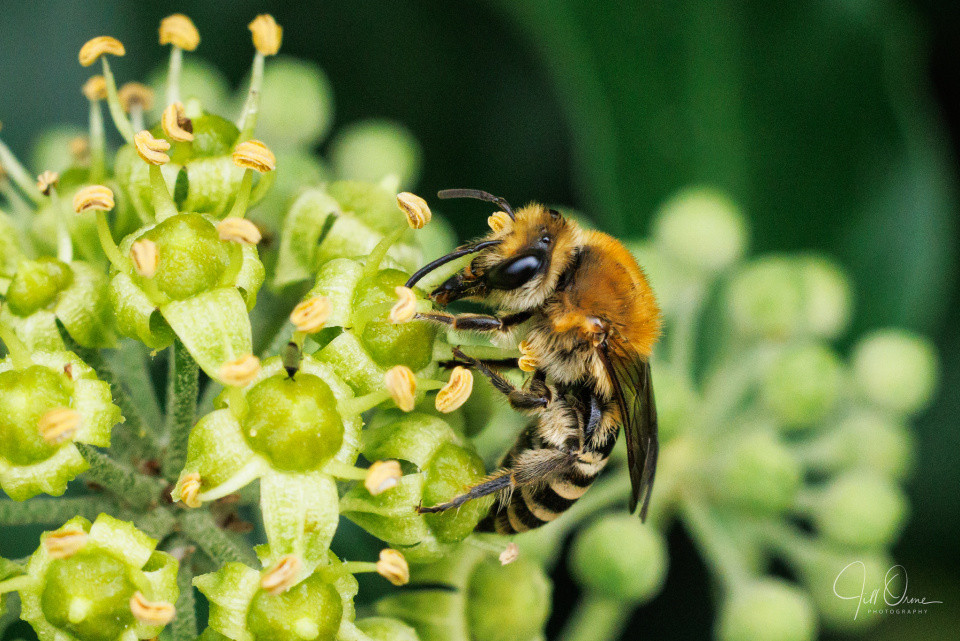 Ivy Bee | JDO | Blipfoto