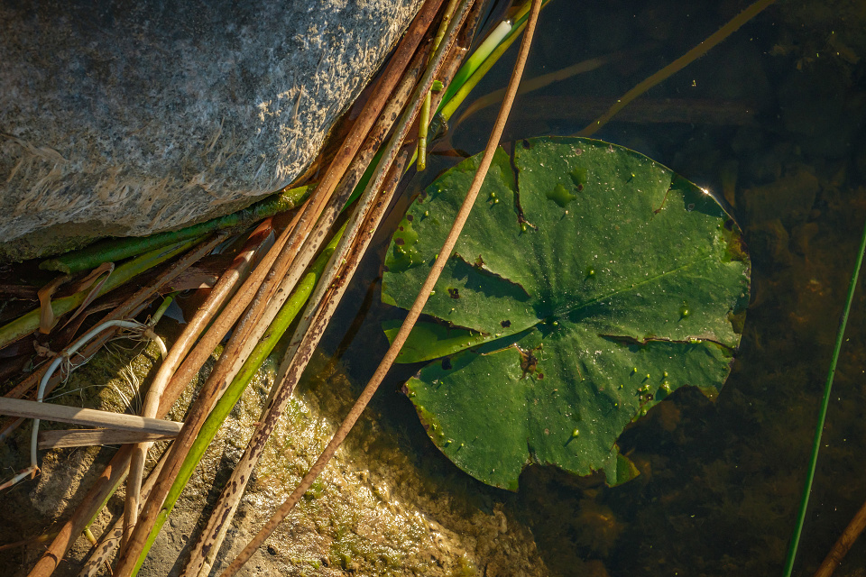 Reeds, Rocks And A Water Lily Leaf | MikeWest | Blipfoto