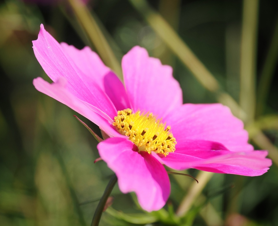 Cosmos | Technophobe | Blipfoto