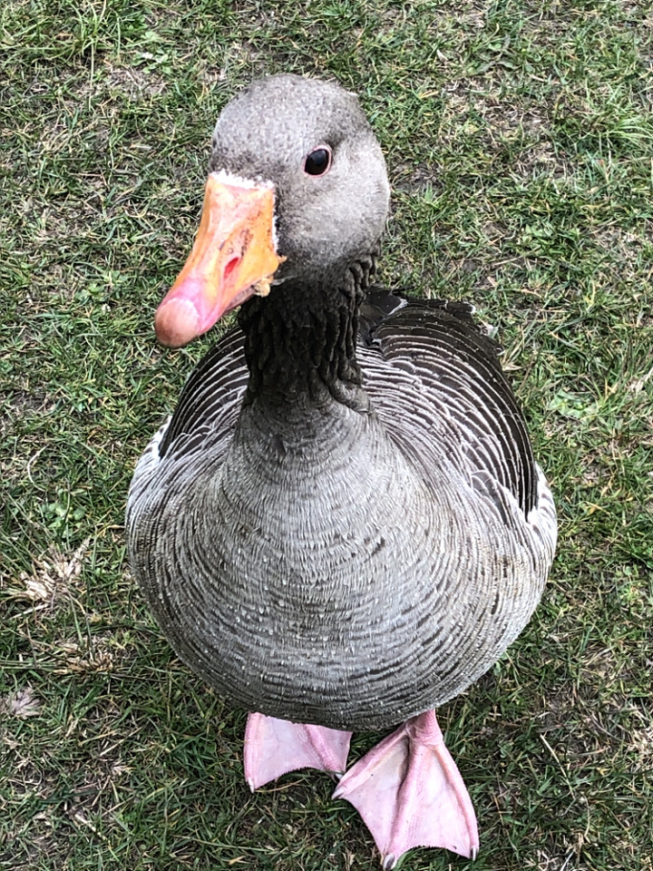 Friendly Goose | Jockanese | Blipfoto