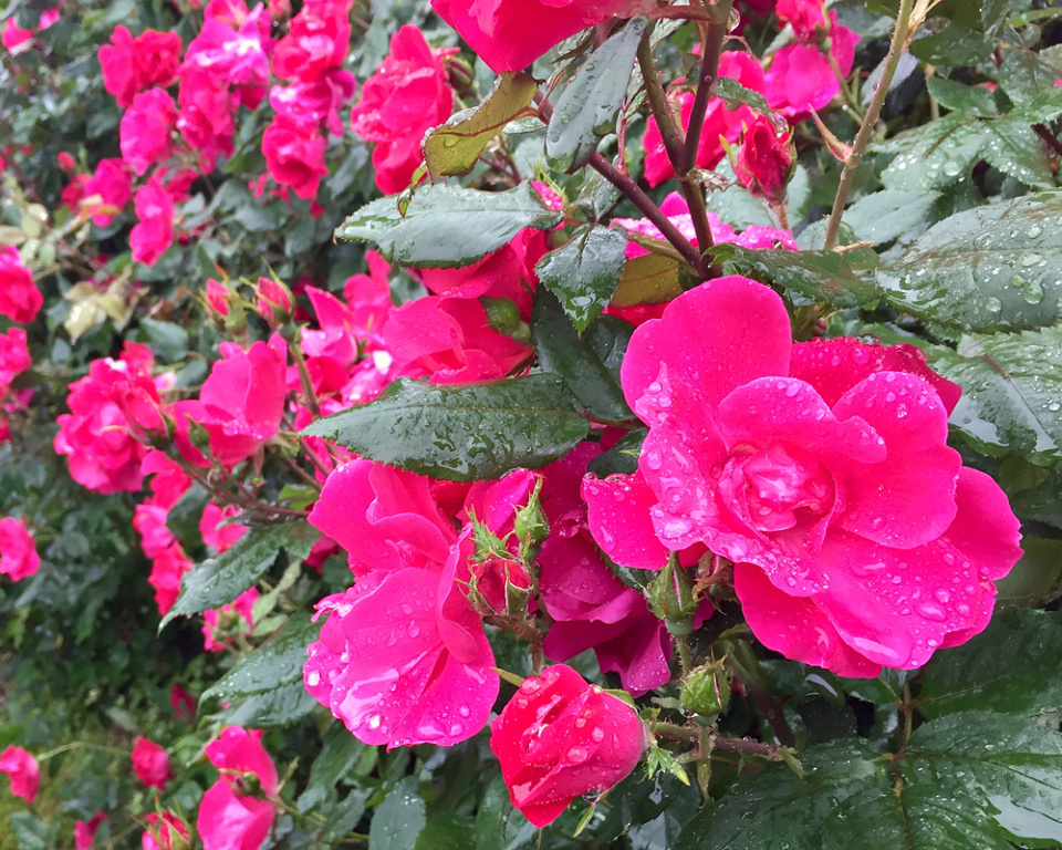 Raindrops on roses | jMcLean | Blipfoto