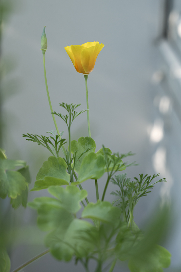 1st california poppy! | standingTree | Blipfoto
