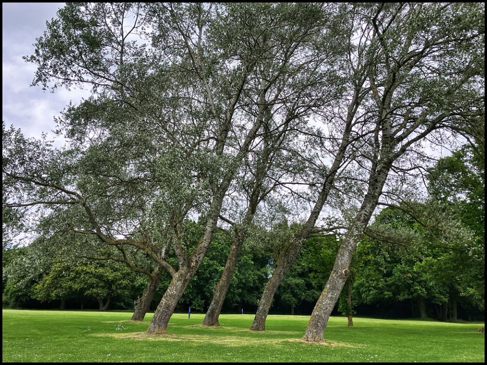 Silver Birch Trees | DiamondJack | Blipfoto