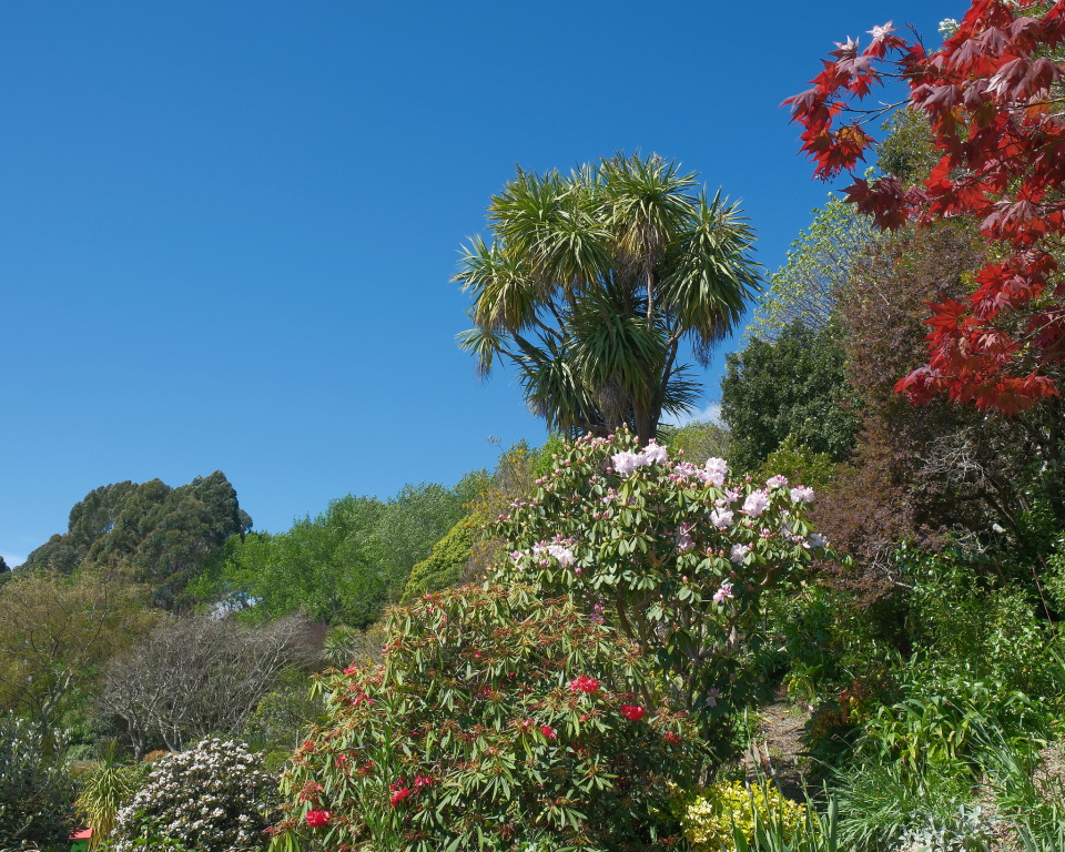 In The Garden . . . Van Morrison | V1k1 | Blipfoto