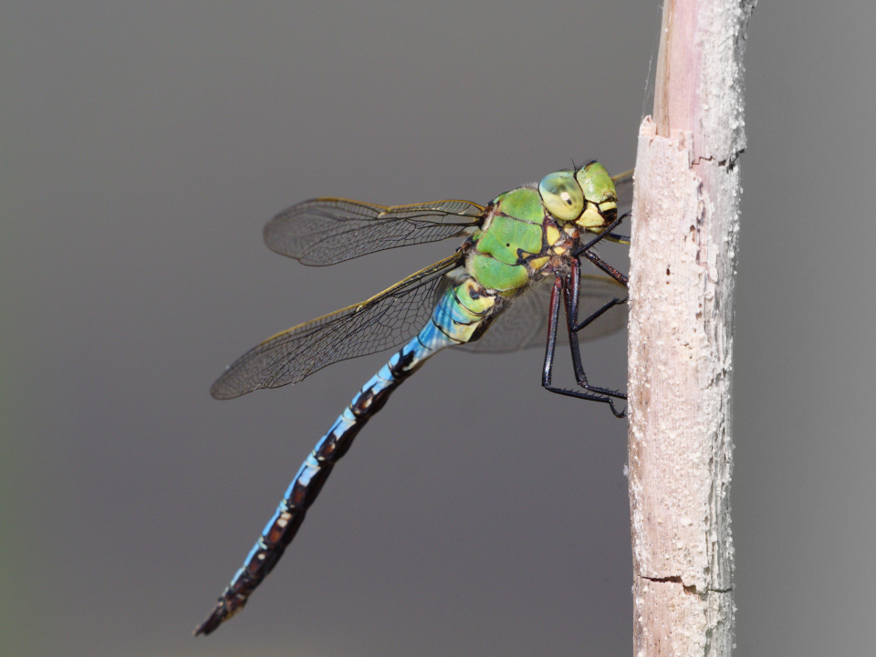 Emperor Dragonfly | BrianWard | Blipfoto
