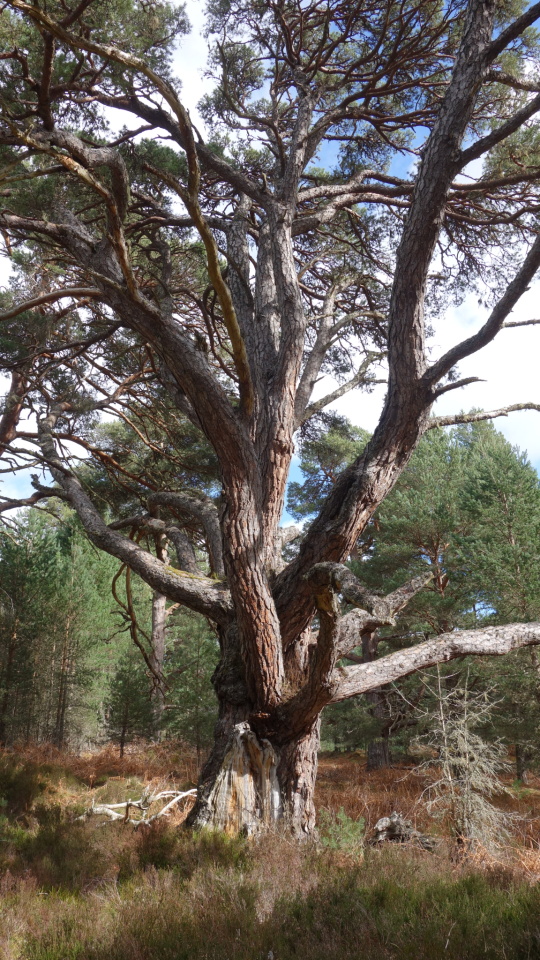 Muckle tree | Gynantonyx | Blipfoto