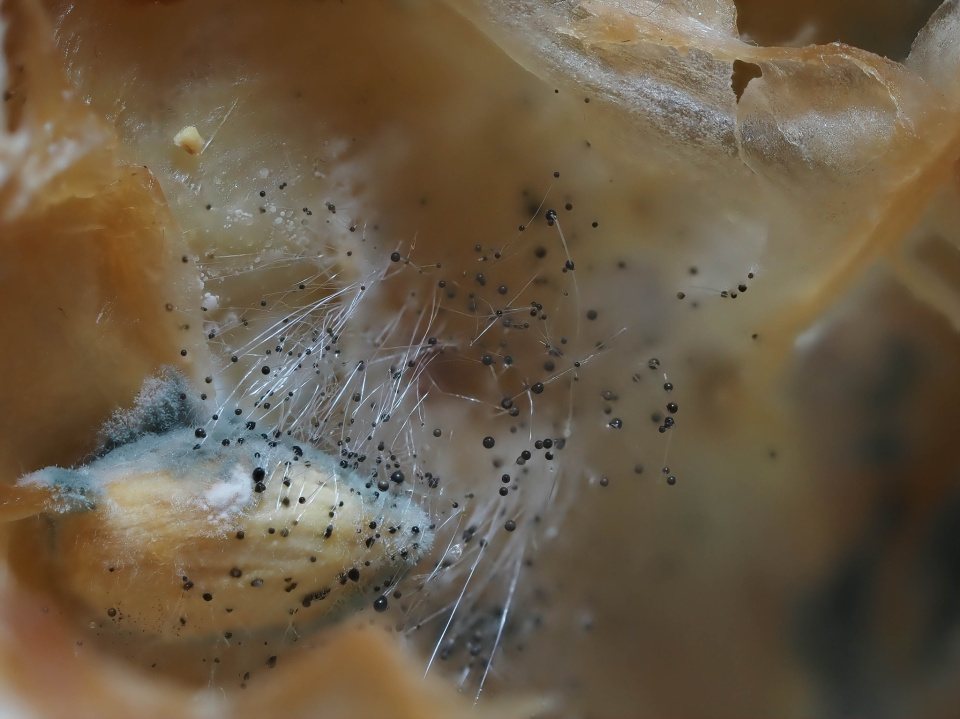 Mouldy Lemon | isbi | Blipfoto