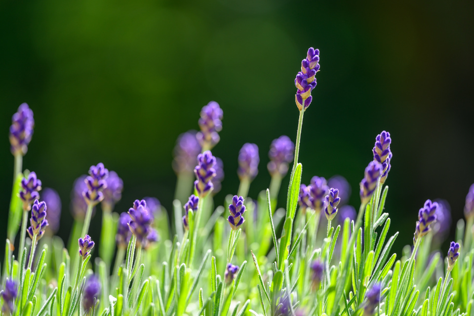 Lavender | NickyR | Blipfoto