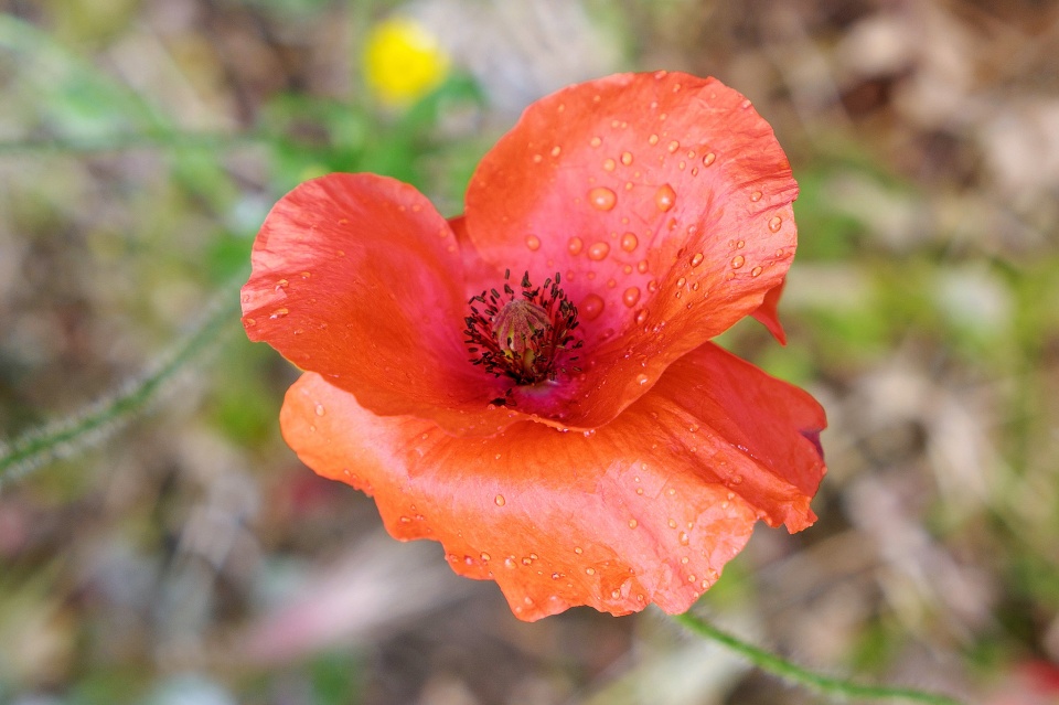 Poppy | UrbanTakes | Blipfoto