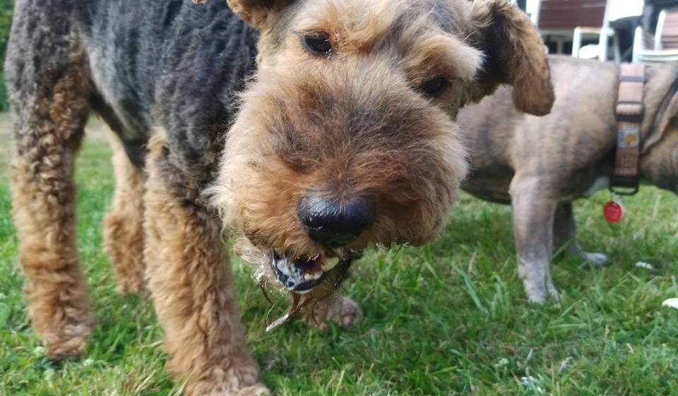 Birthday cake | RedFlash | Blipfoto