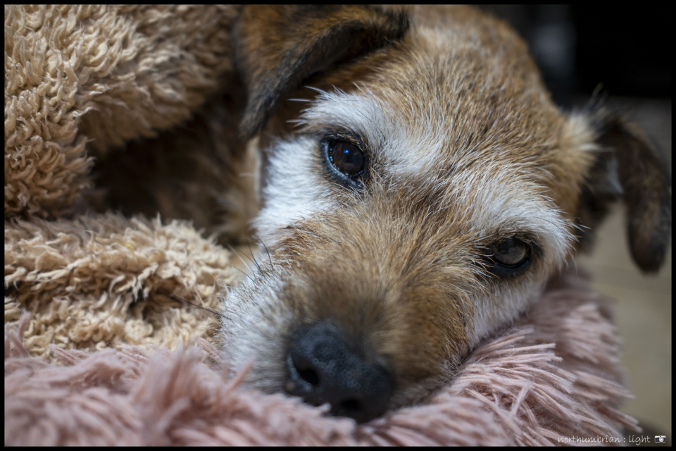 Frankie ... | RobinDown | Blipfoto