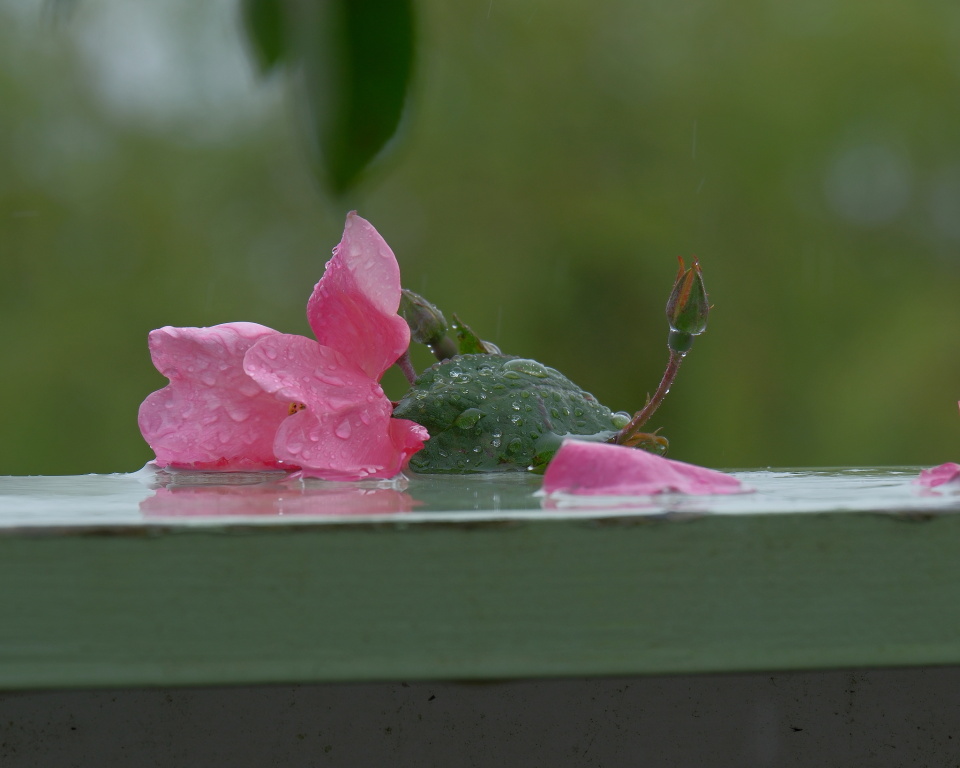 Lay,Lady,Lay . . . Bob Dylan | V1k1 | Blipfoto