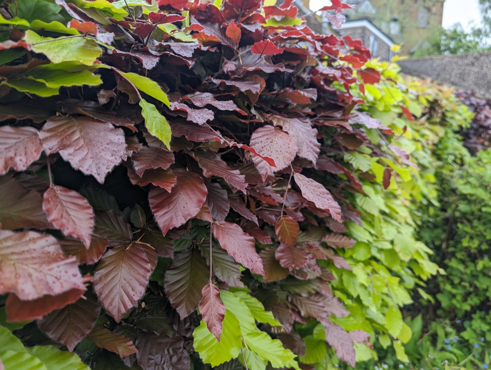 A New Leaf | Melisseus | Blipfoto
