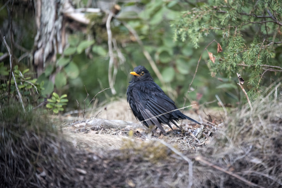 Blackbird in the forest, Norway | IngunnInOslo | Blipfoto